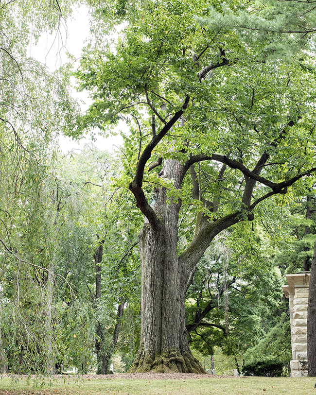 Vision and Roadmap | National Champion Tree Program