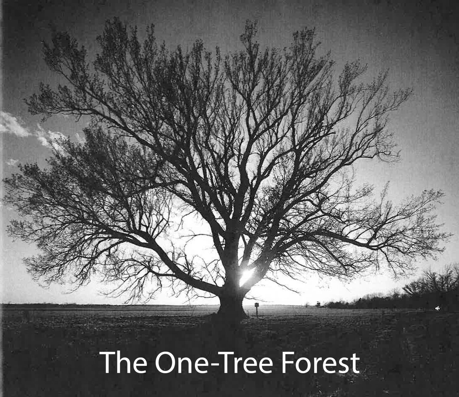 National Champion Tree Program | National Champion Tree Program