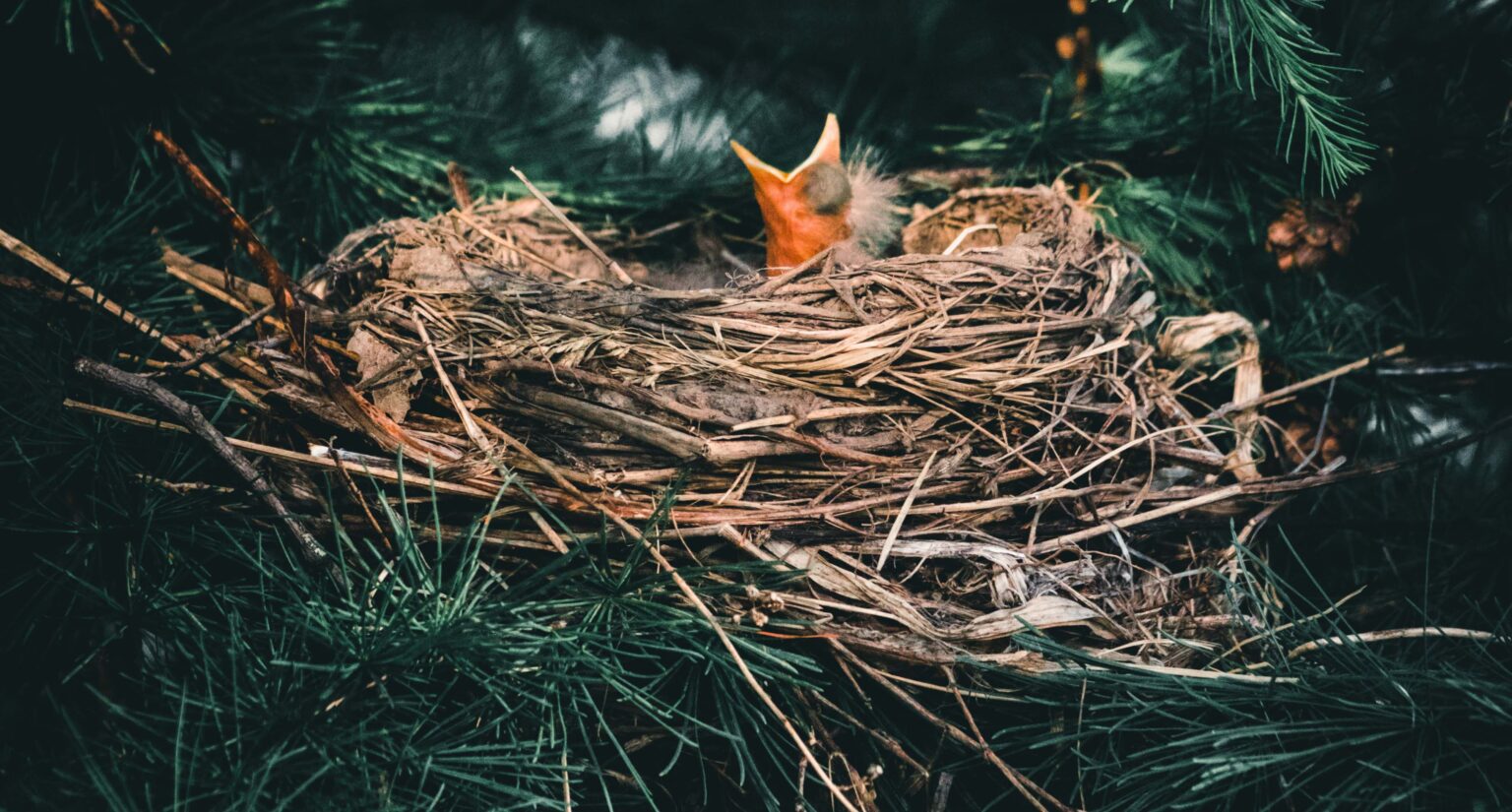 National Champion Tree Program | National Champion Tree Program
