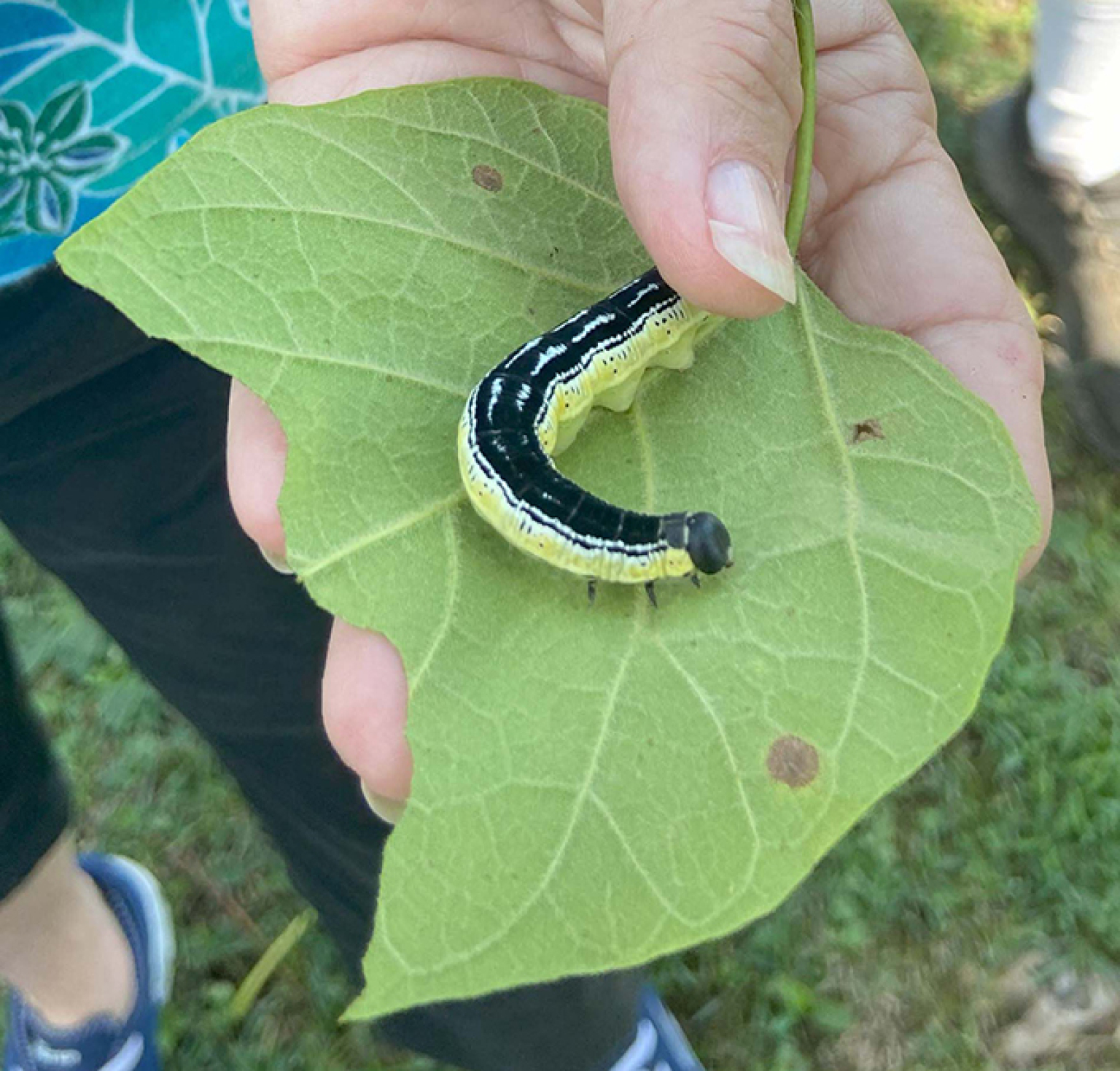 National Champion Tree Program | National Champion Tree Program