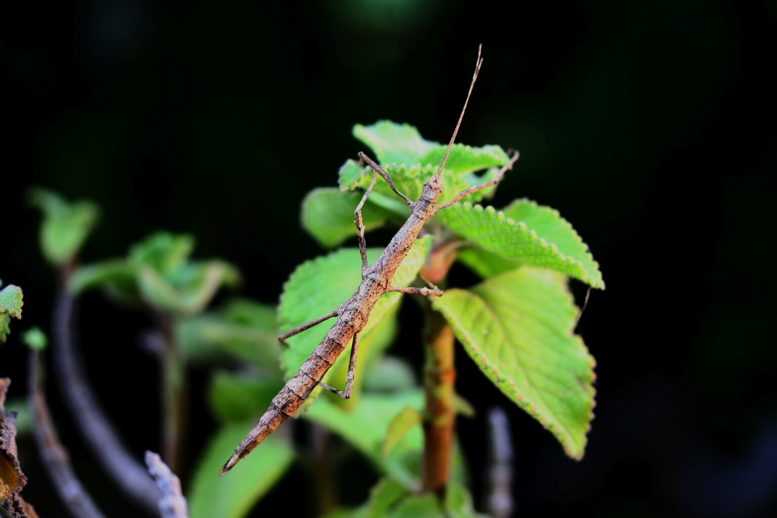 National Champion Tree Program | National Champion Tree Program